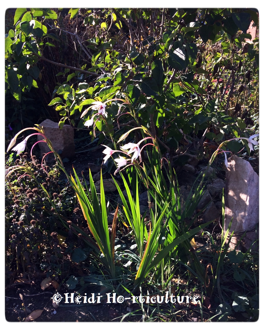 Heidi Horticulture: Plant Profile: Gladiolus callianthus - Abyssinian ...