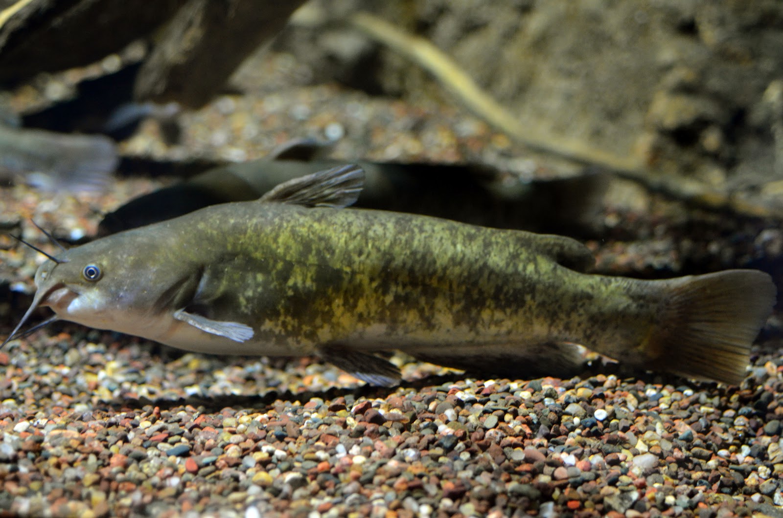 Virginia Fishes: White catfish (Ameiurus catus) spawning