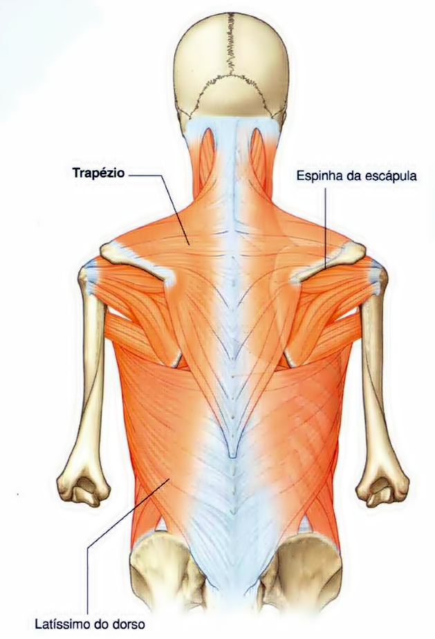 MÚSCULOS - DORSO | Anatomia in Situ