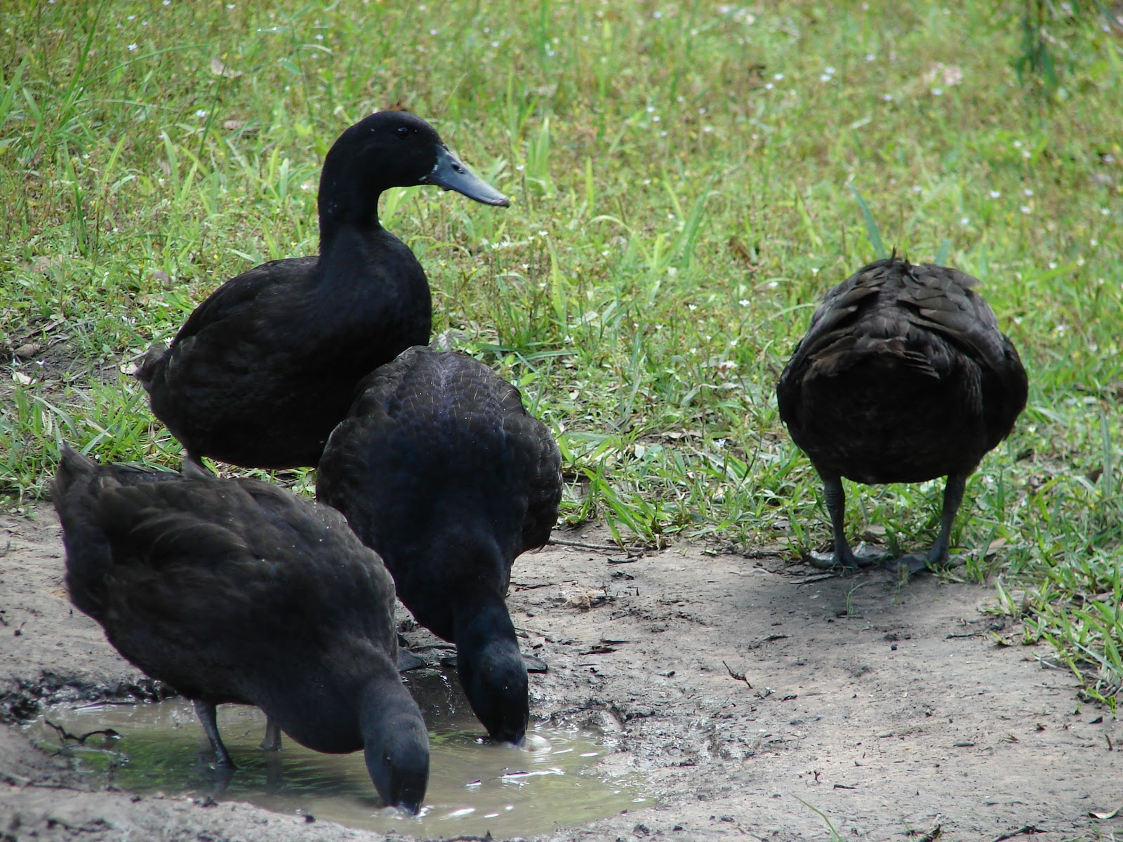 Little Things of Texas: Culling The Flock: Ducks and Rain Delays