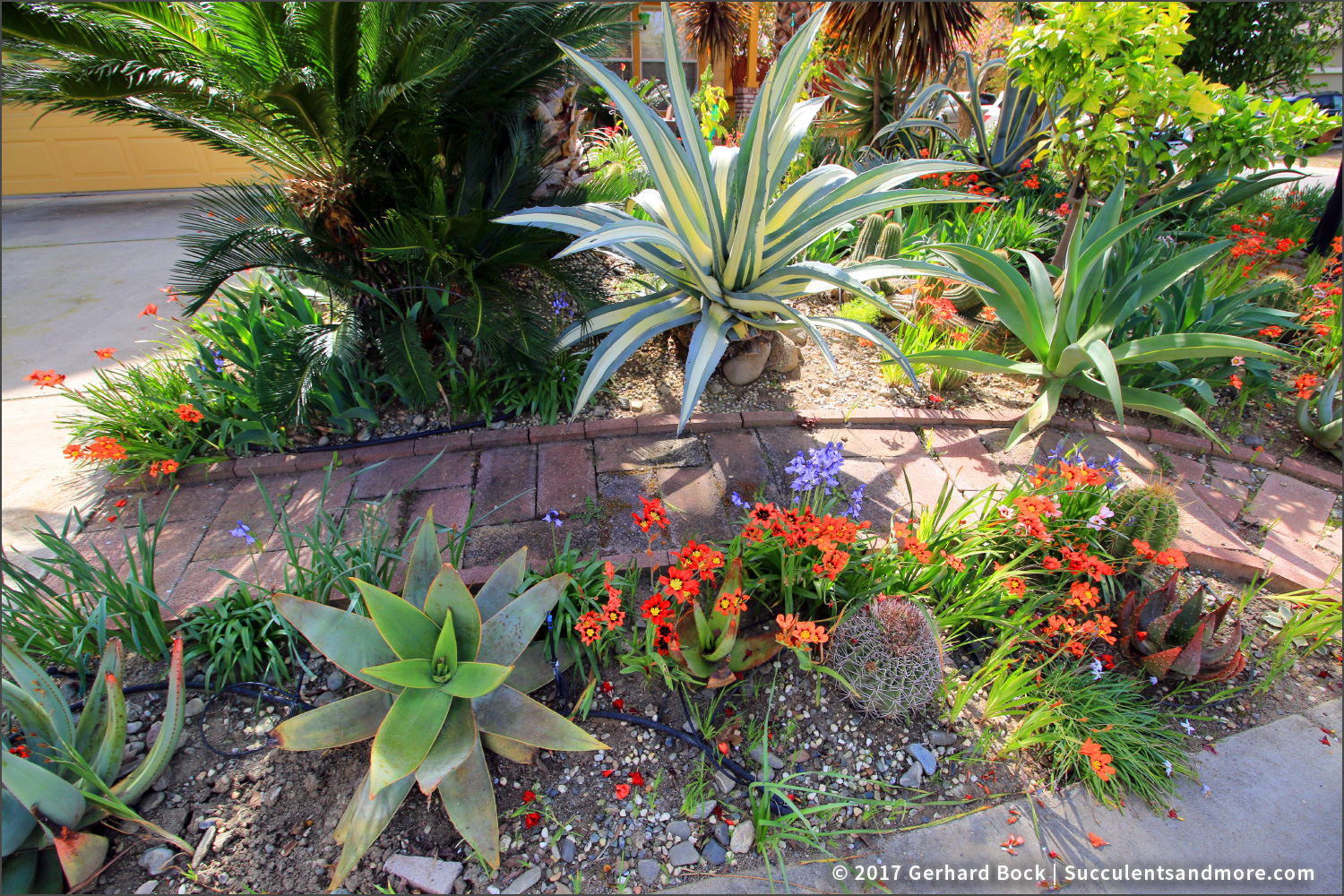 Sparaxis explosion in Marta's succulent garden