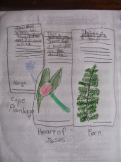 Snowfall Academy: A Simple Way to Start Doing Nature Study, Part 2