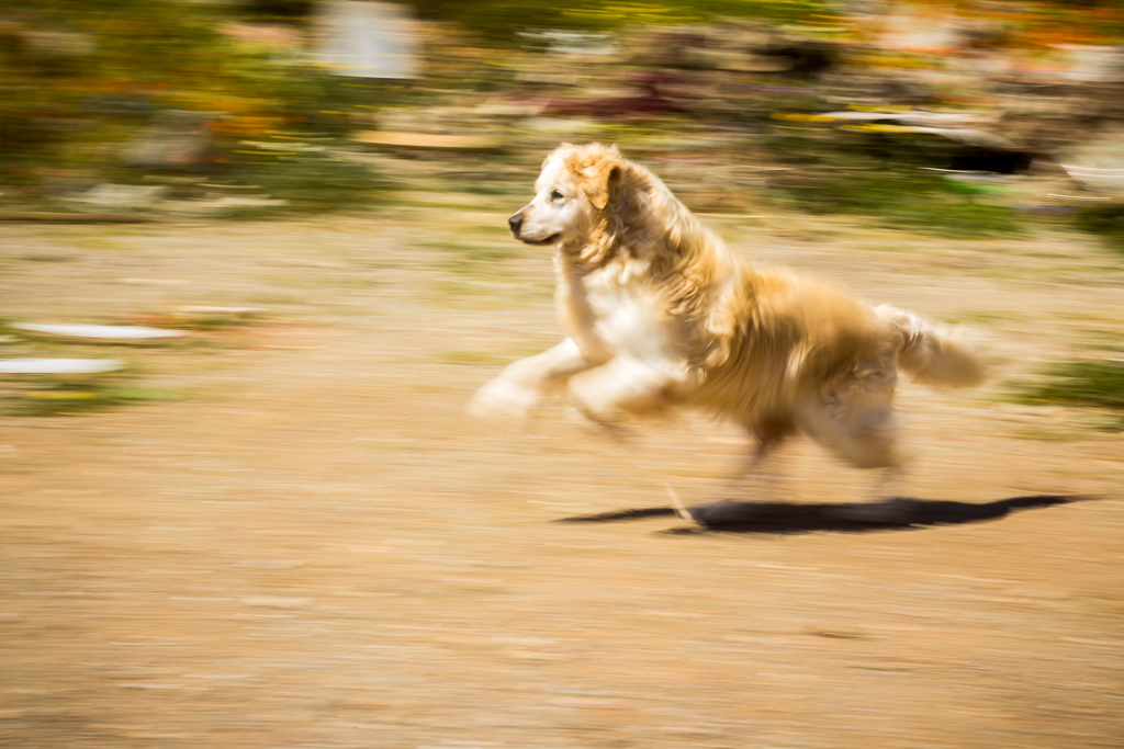 Cómo hacer un Barrido (Panning) - Fotolarios