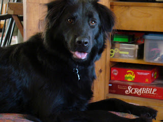 The Imperfectionist: Pippet, the High Maintenance Dog