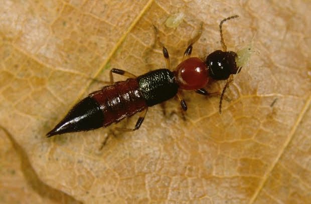 1NDONEZIA: GAMBAR TOMCAT - FOTO TOMCAT | MISTERI SERANGGA TOMCAT