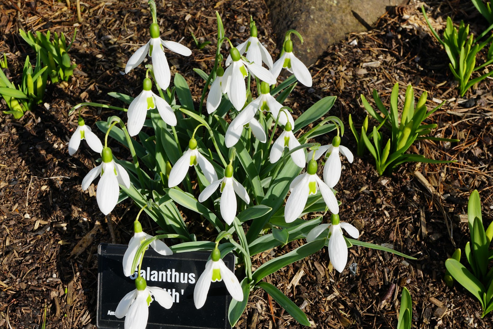 Galanthus : Plants to savour at Felley Priory