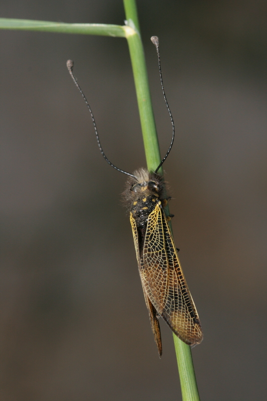 Encuesta Nemoptera & Libelloides de Andalucía: Ascálafos