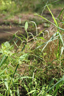 Isabella Conservation District Environmental Education Program ...