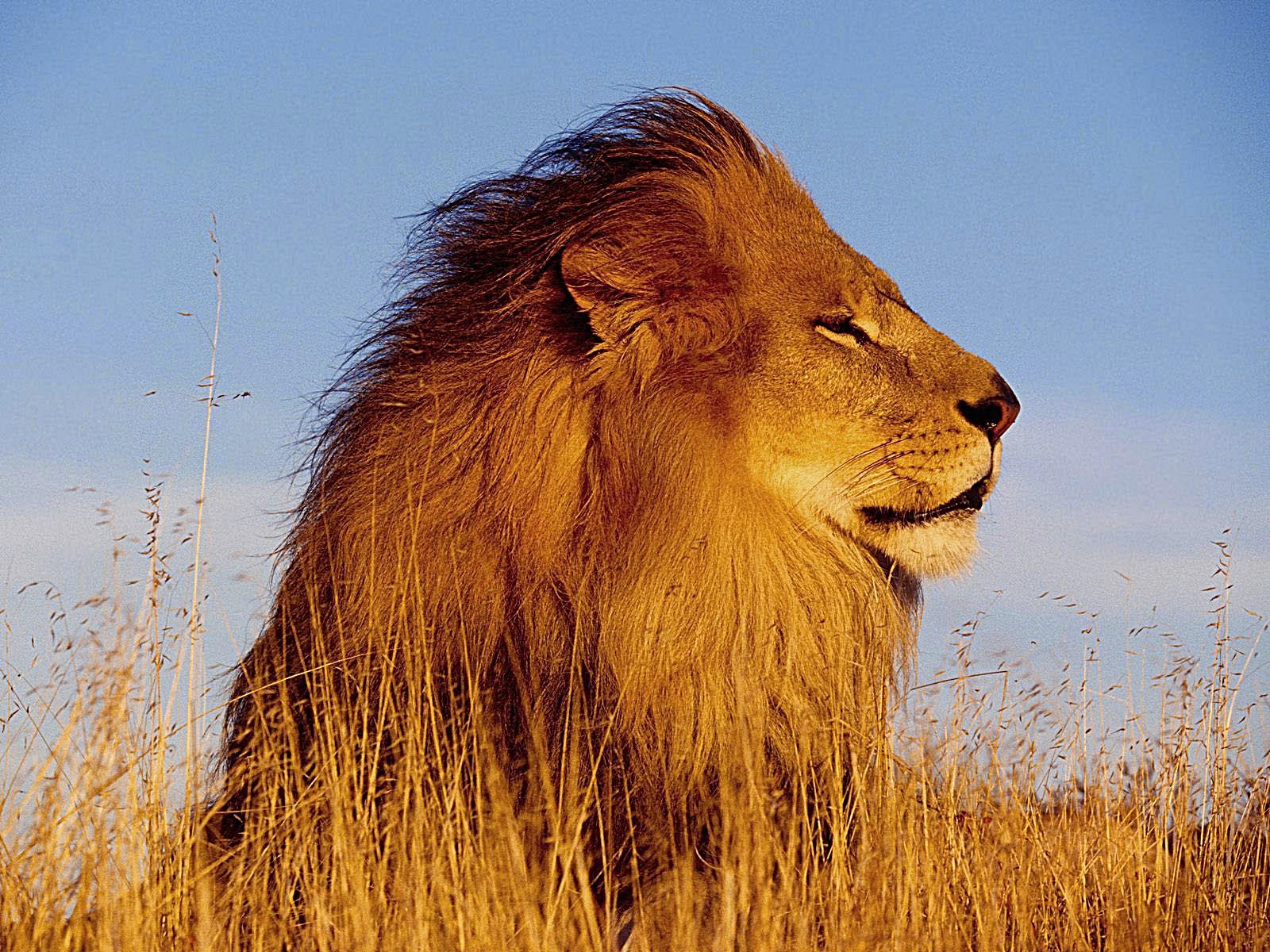 Cari Tahu, Siapakah Raja Binatang Di Darat, Laut Dan Udara - Viral diDunia