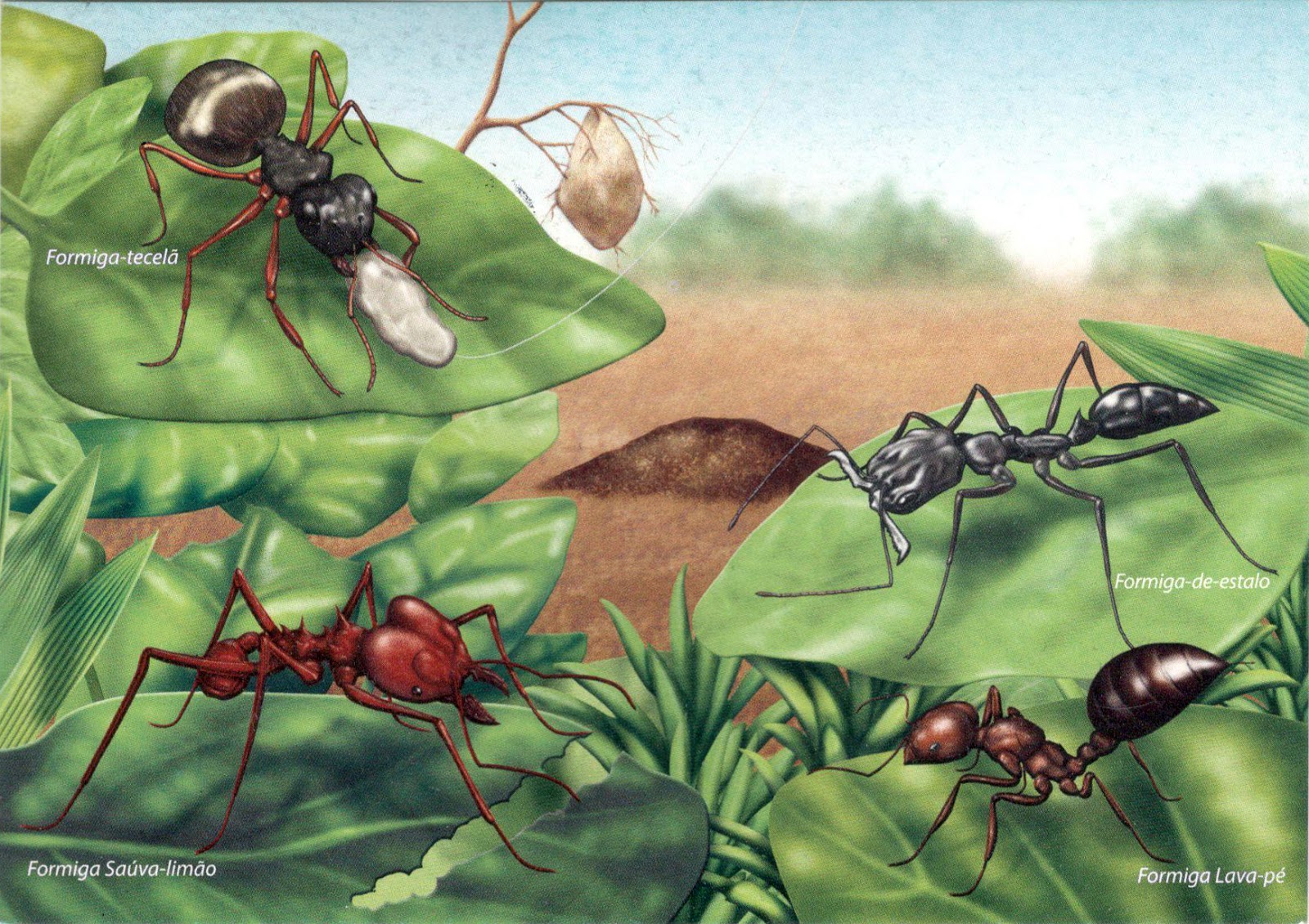 WORLD, COME TO MY HOME!: 3159 BRAZIL - Ants from Brazil