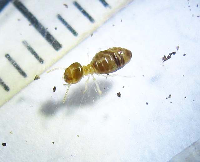 Photos and Info on Ants and Termites of Malaysia: Bulbitermes
