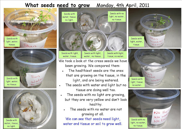 Science Projects: Cress seeds growing in Senior infants