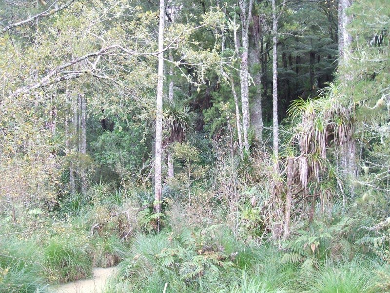 Mangaiti Gully Restoration Group: Seed collecting at a back swamp ...