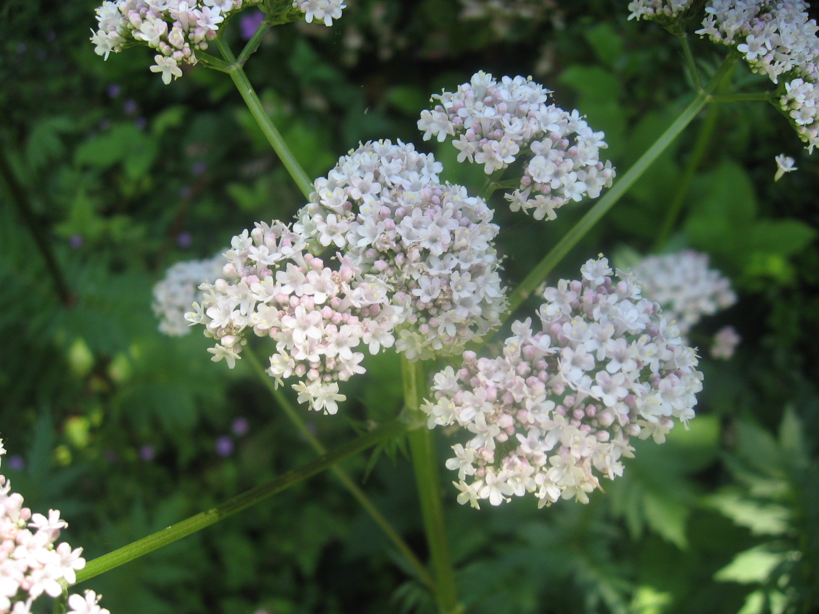 Weeding on the Wild Side: Next Wave of Fragrant Flowers