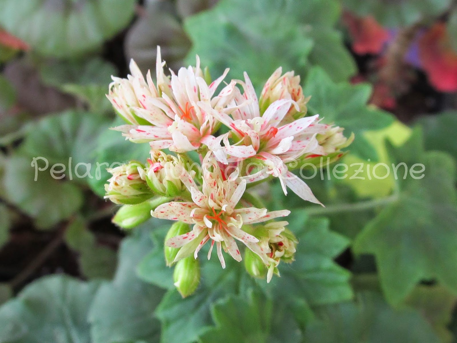 Pelargonium da Collezione