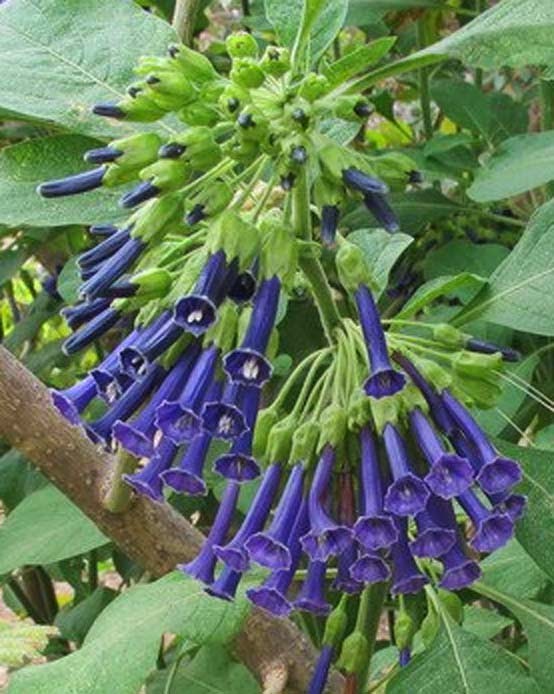 arbustosensevilla-encinarosa: Iocroma cyaneum / Iocroma / Violet churcu ...