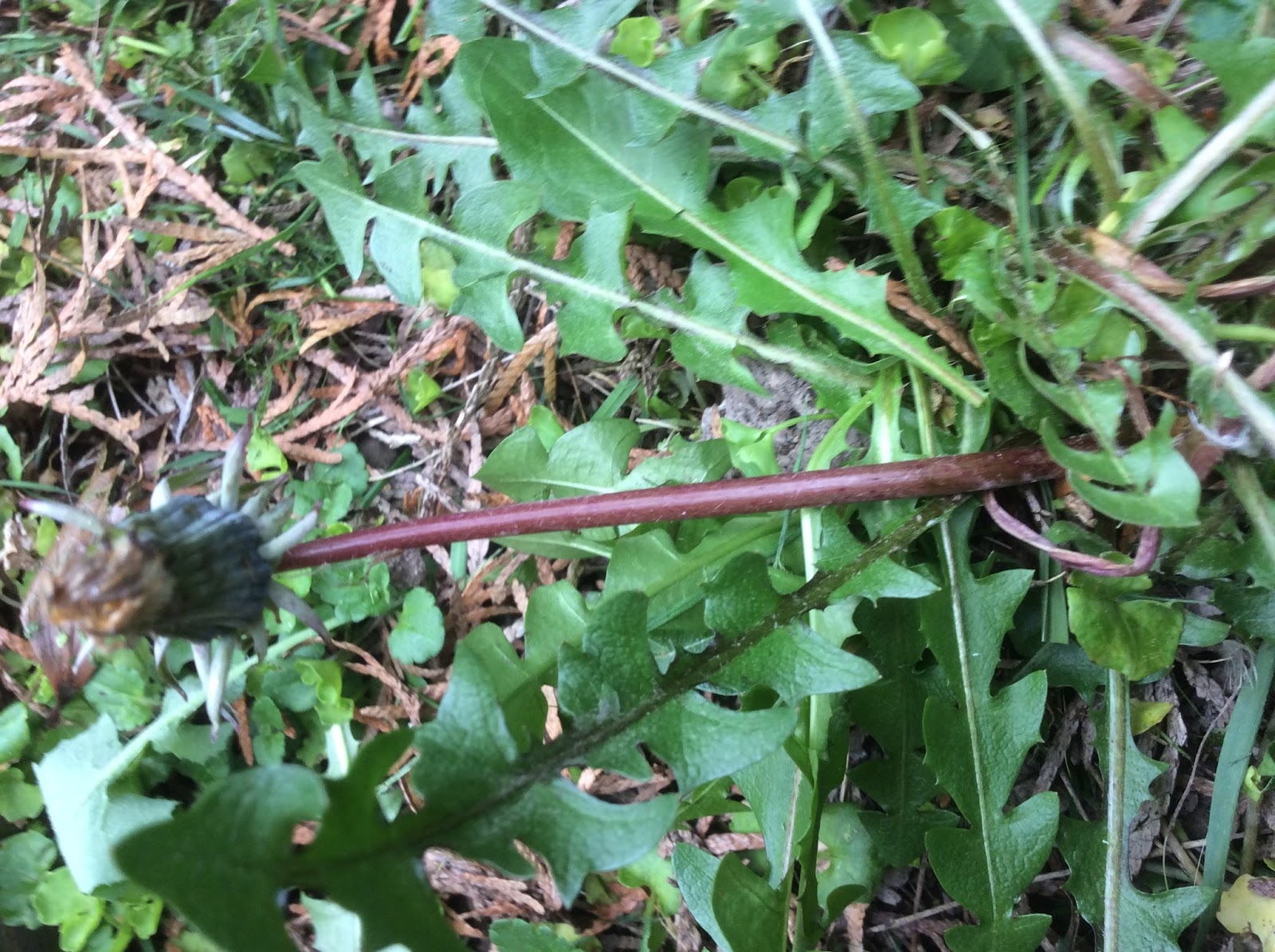 My Cooking and My Garden: Wild Weeds - Edible Plants