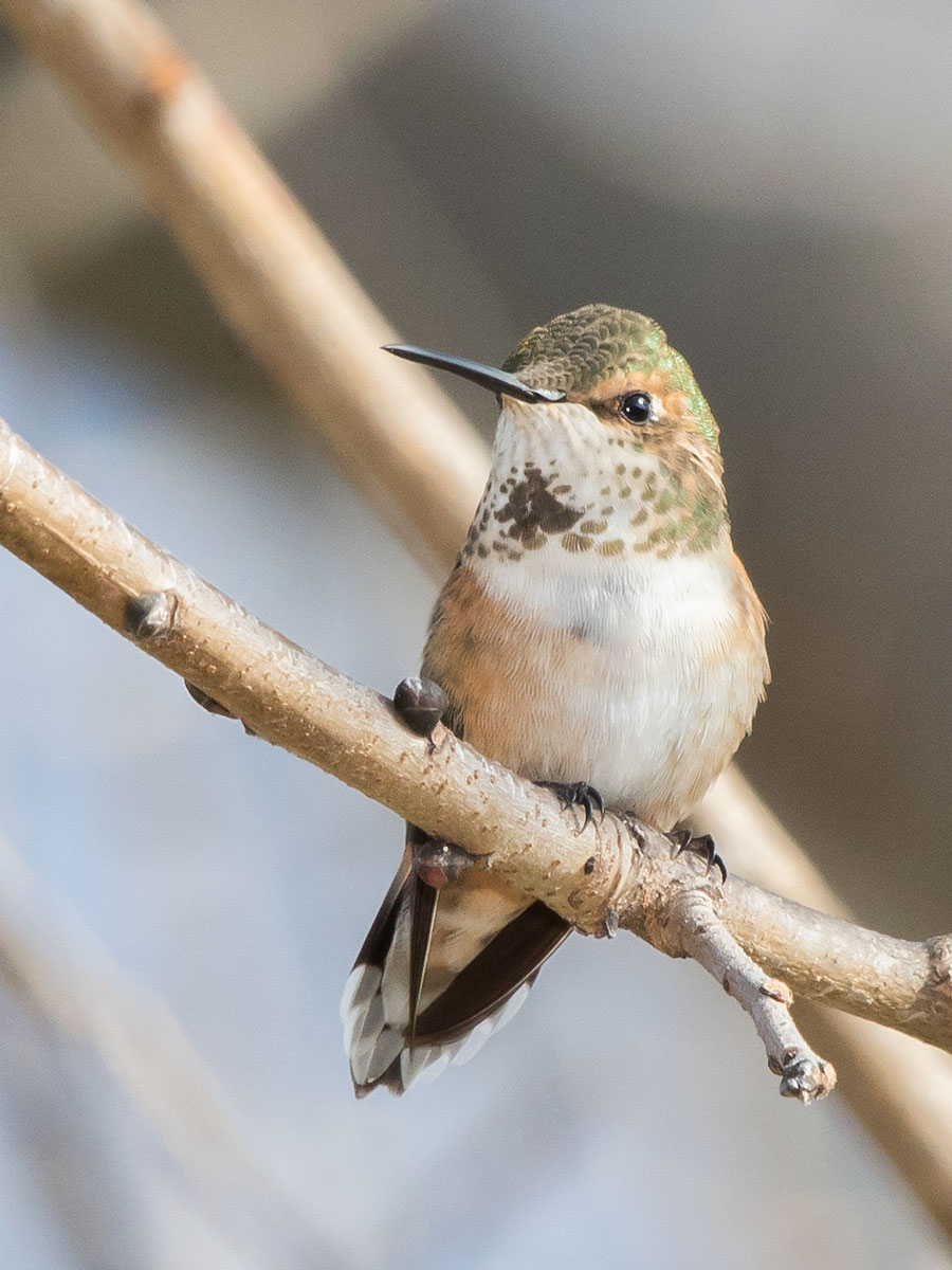 Edward Plumer: Juvenile Rufous Hummingbird in the Yard