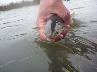 Aguas Claras Flyfishing: Pejerrey Chileno (Basilichthys australis) - La ...