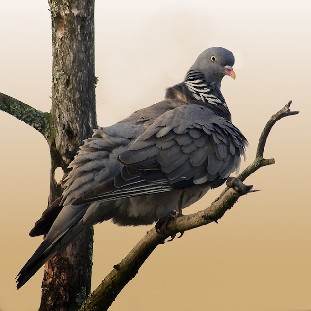 Knuts fugleblogg: februar 2013