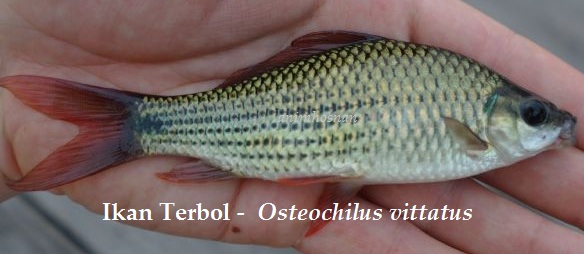 Anim Agro Technology: IKAN TERBOL - KENALI DIA