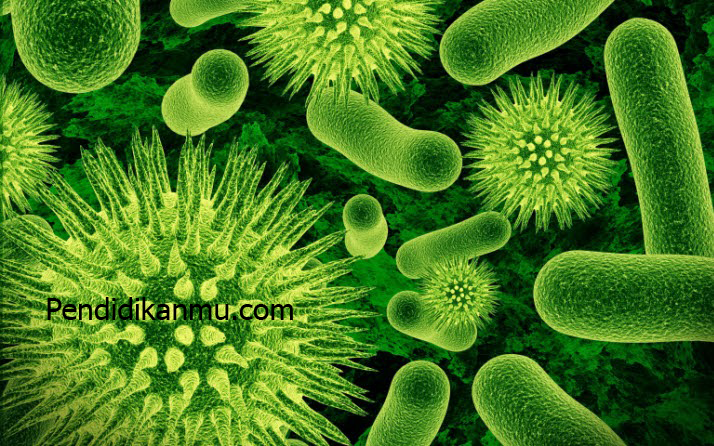 Pengertian dan Jenis-Jenis Bakteri - Jegeristik