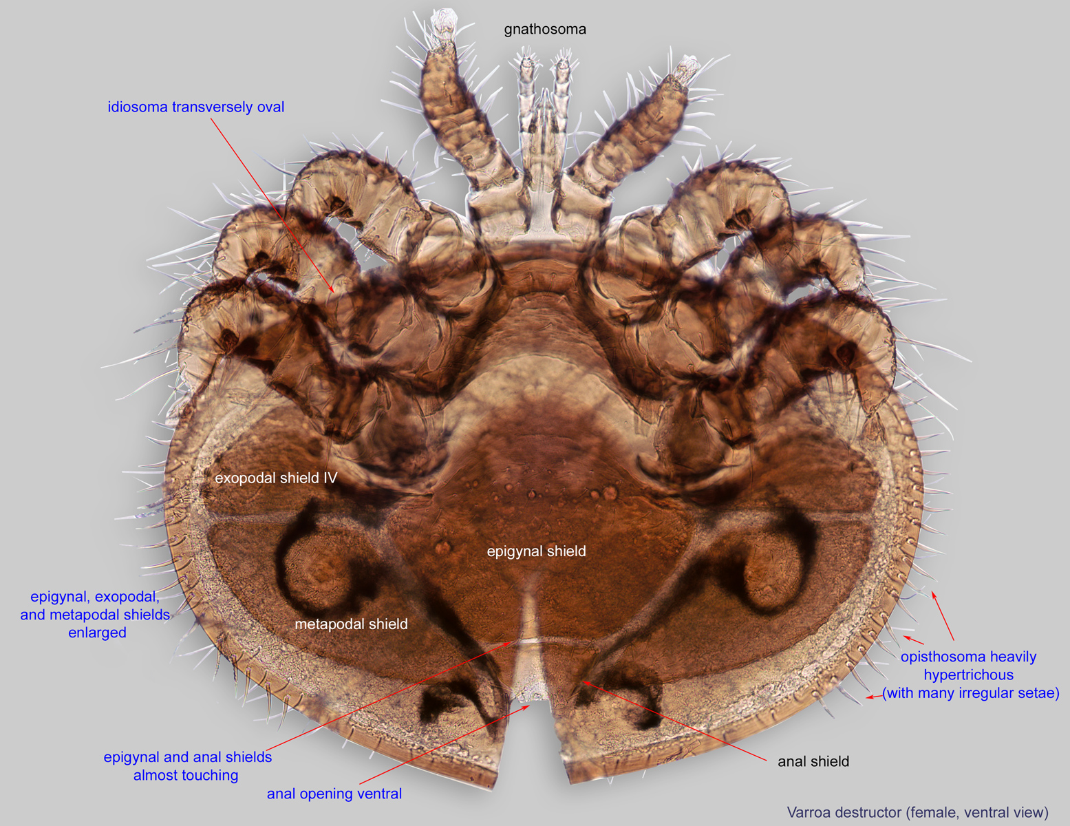 CORONA APICULTORES: SELECCIÓN DE COLONIAS DE APIS MELLIFERA IBERIENSIS ...