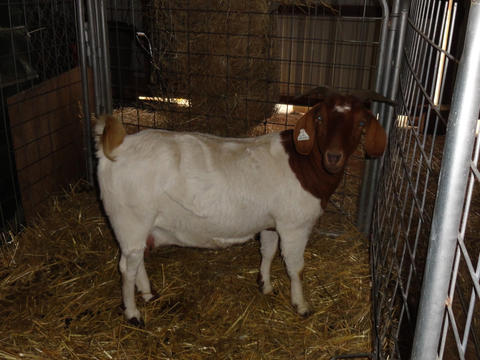 Harmon PFarms: BOER MEAT GOATS