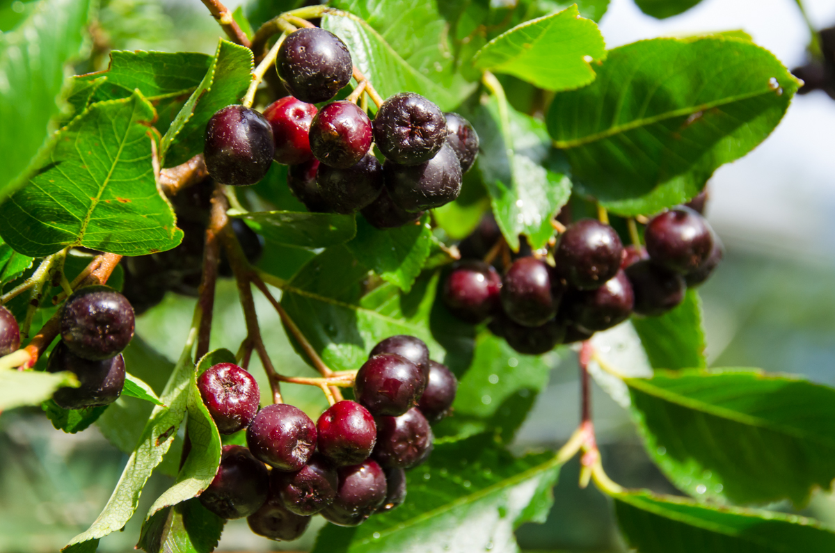 ARONIJA (Aronia melanocarpa "Viking")