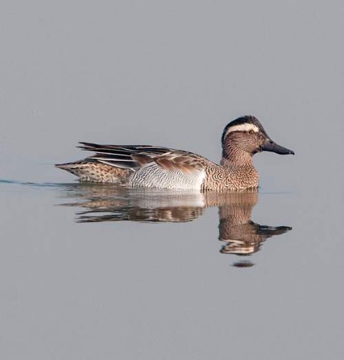 Garganey images | Birds of India | Bird World