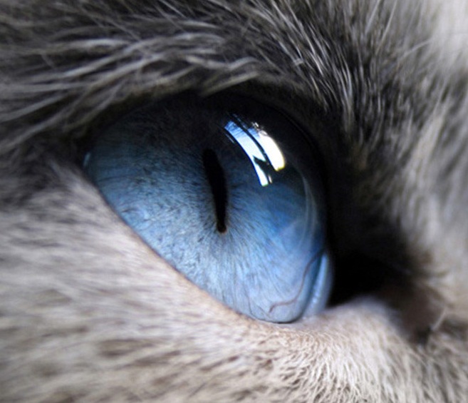 Ultimate Cat: The Eye of a Cat: Are Cats Colorblind?