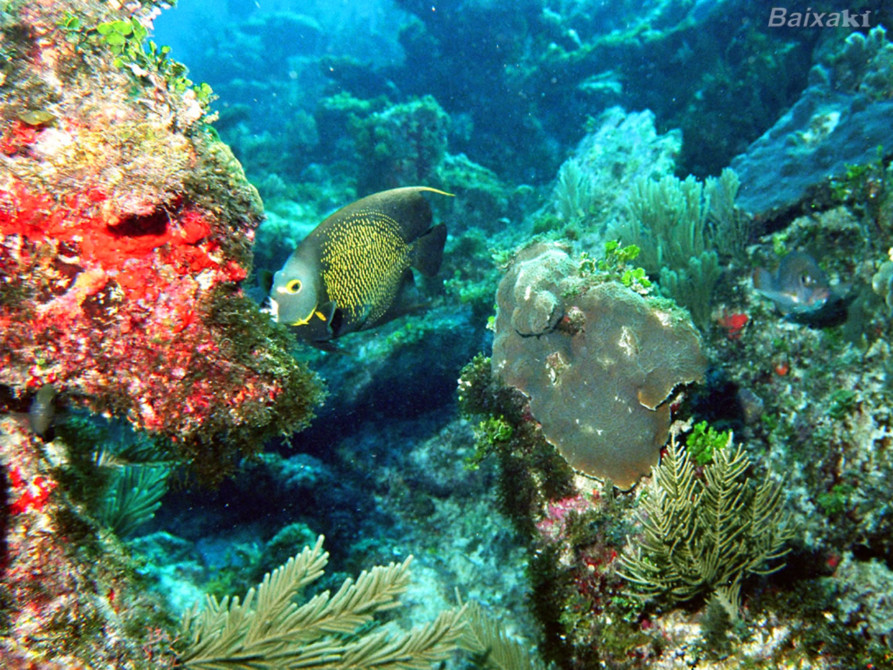 IMAGENSNET: FUNDO DO MAR