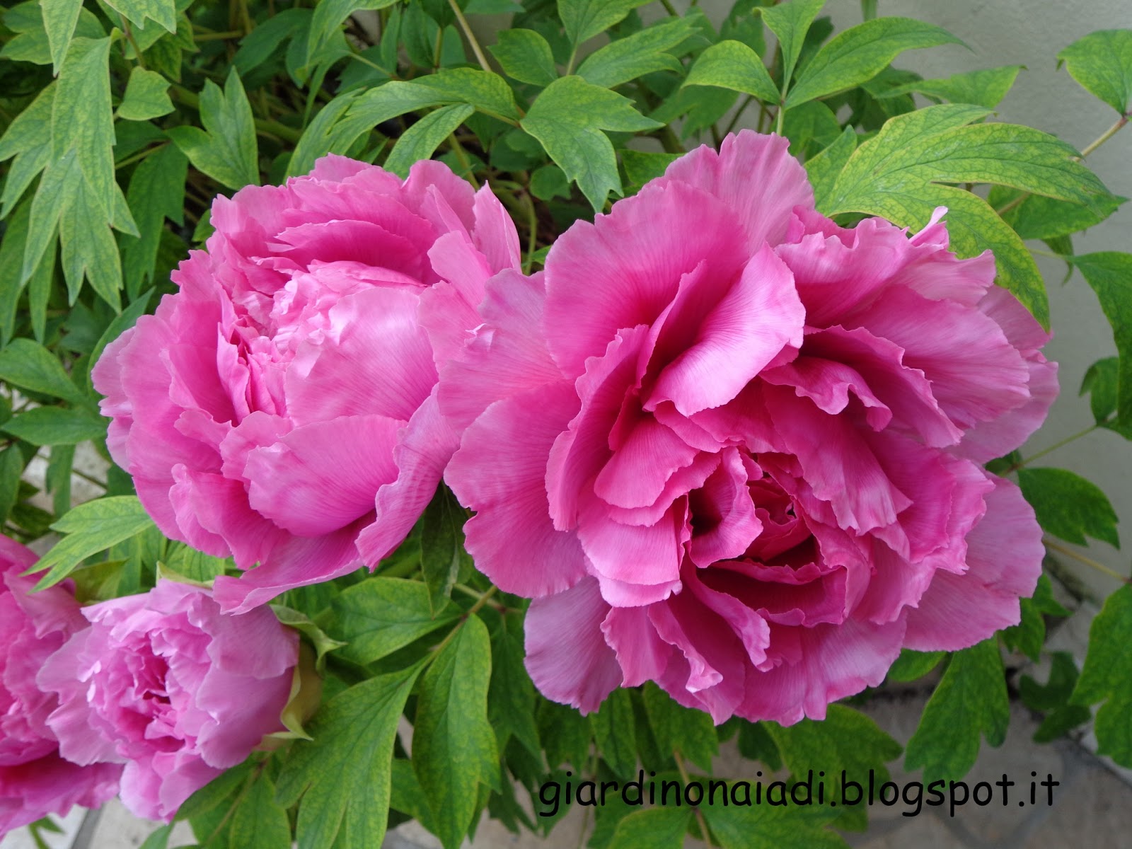 Il giardino delle Naiadi: PEONIA, ROSA SENZA SPINE