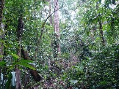ECOSISTEMAS DE COSTA RICA: BOSQUE TROPICAL HÚMEDO