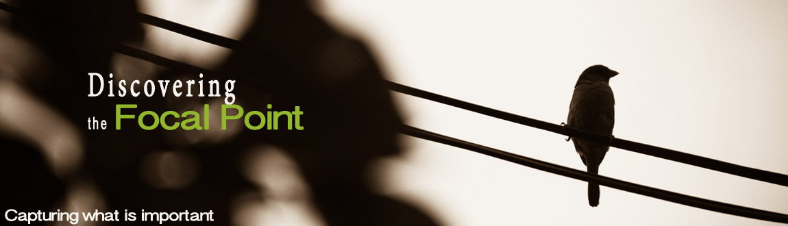 Discovering the Focal Point: Manistee River Trail