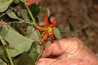 The Nature of Robertson: ANOS trip to Bullio