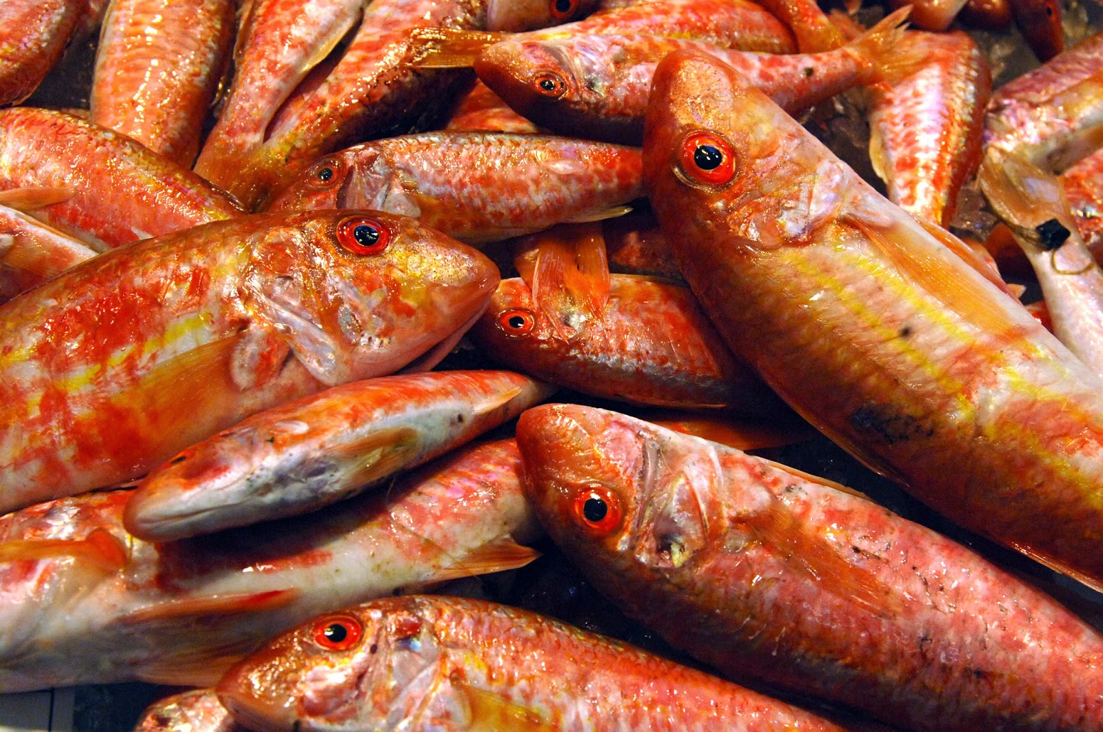 Världen är full av fula fiskar..