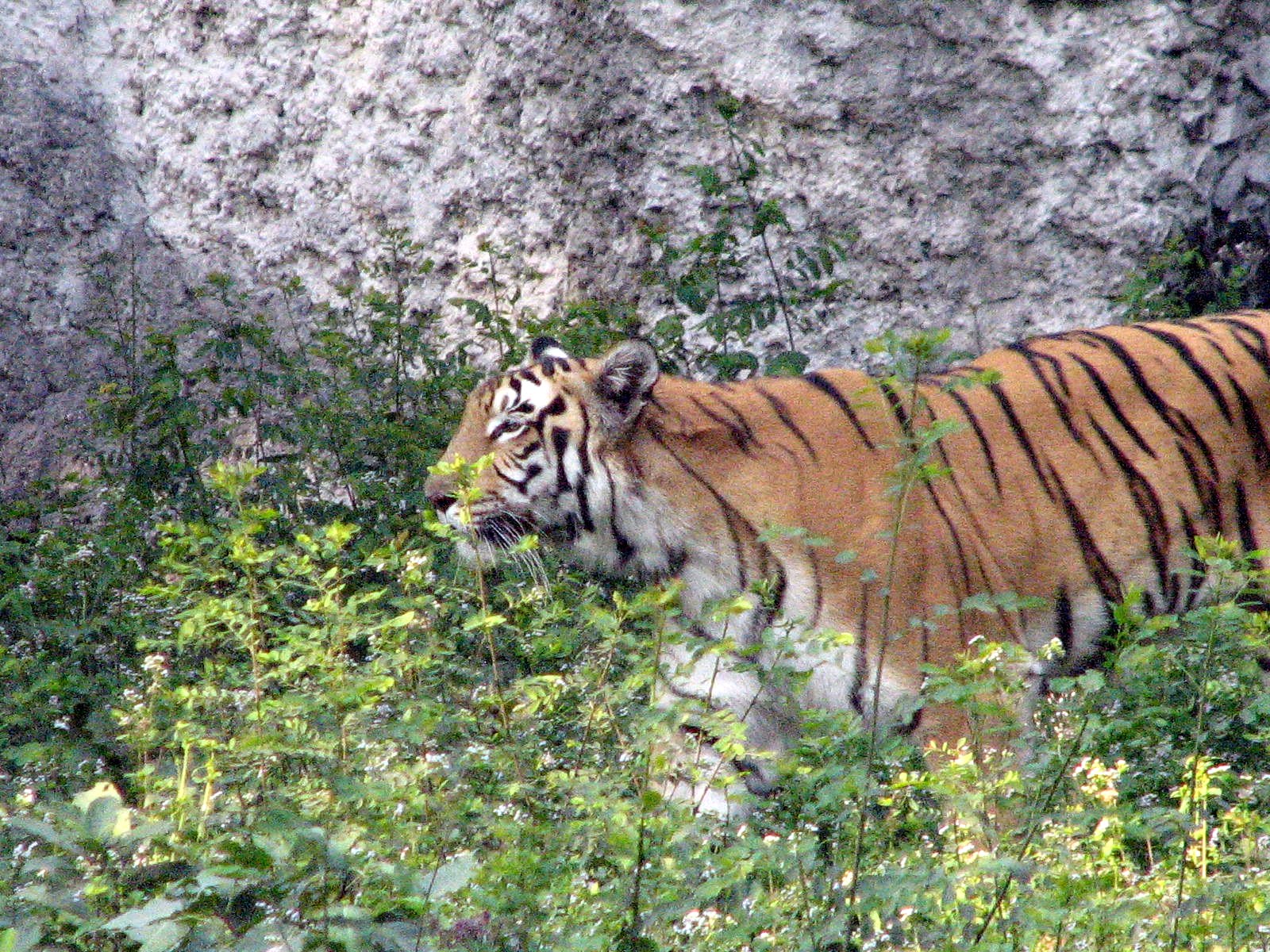 BPB's ArtPouring: Tiger Spotting In The Bengal Jungle