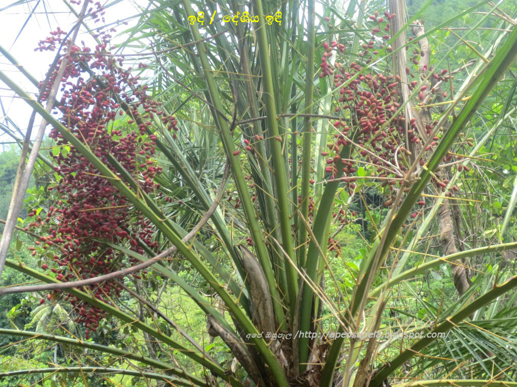 දේශීය ඉඳි [Idi] (Phoenix pusilla) ~ අපේ ඔසුපැළ Medicinal Plants of Sri ...