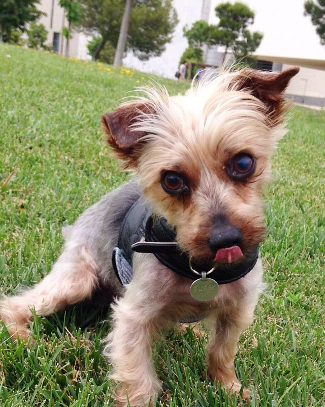 PROTECTORA D'ANIMALS LYDIA ARGILÉS: BUBBY, BUBBY, QUE FELIZ ERES....