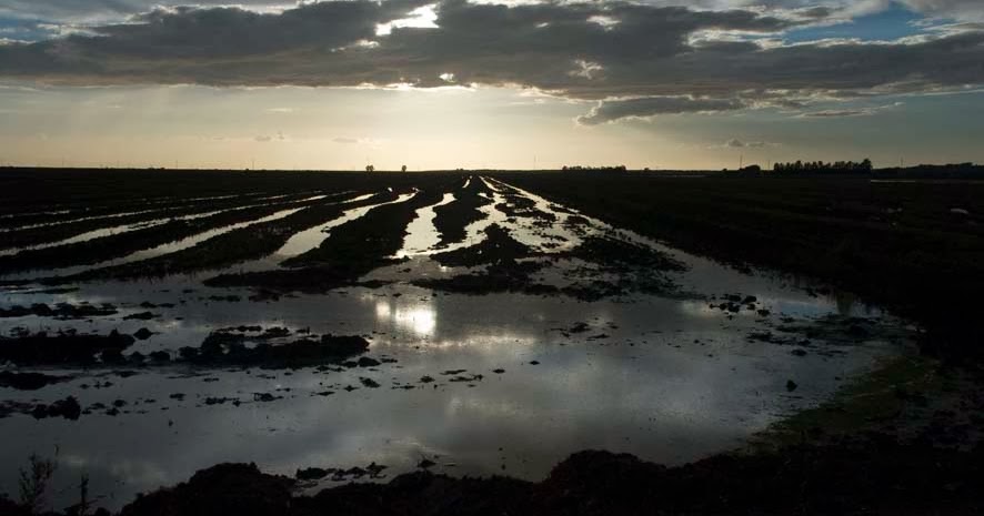 NUEVAS VARIEDADES DE ARROZ MARINO