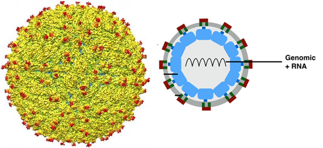 10 Quick Facts about Zika Virus