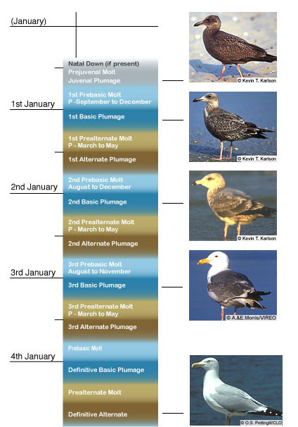 Winter Gulls: The Great I.D. Challenge