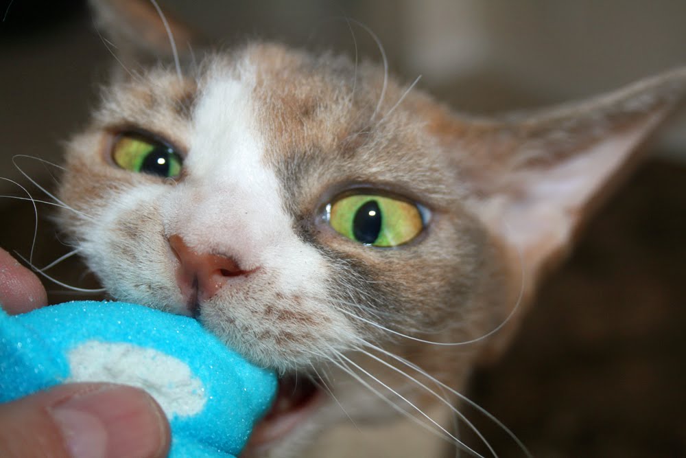 Daisy the Curly Cat: It's Peeps Time!
