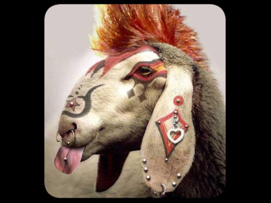 Go, Biquette, Go ! | Wassup kiddo