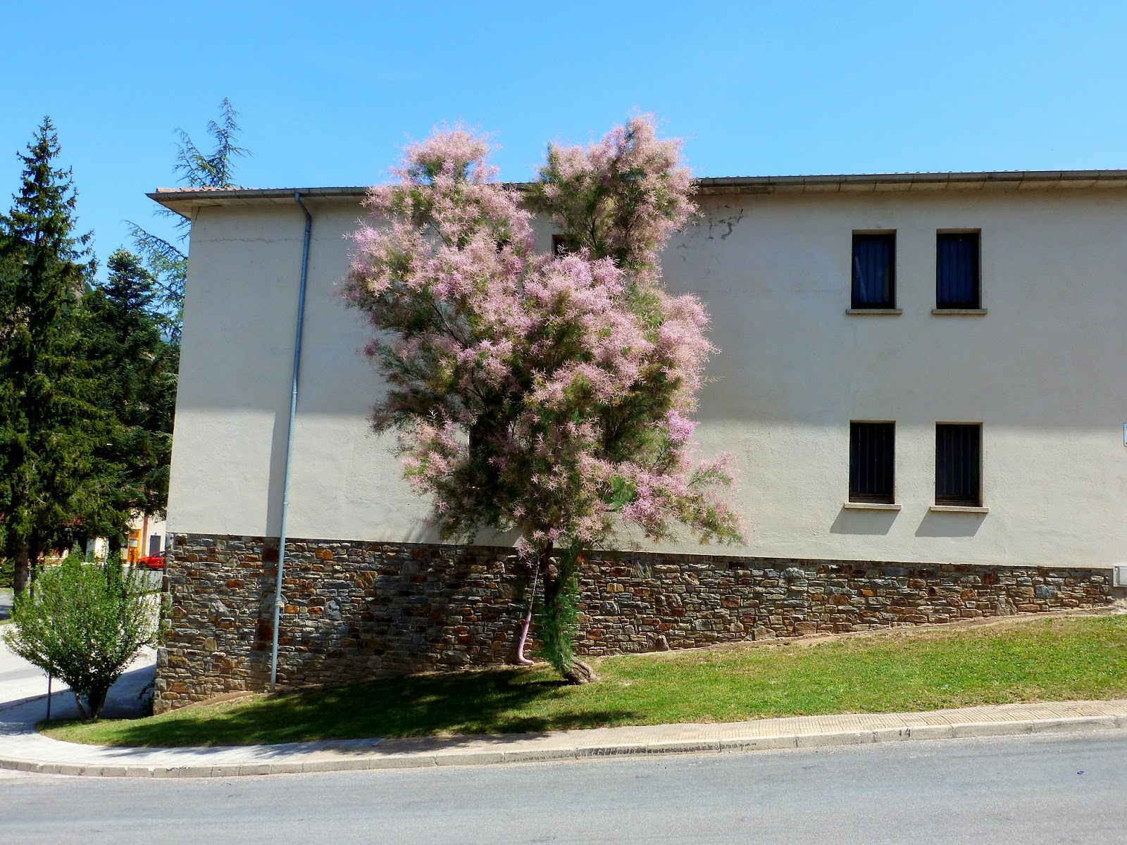 Árboles con alma: Tamarisco. Tamariu. (Tamarix gallica)