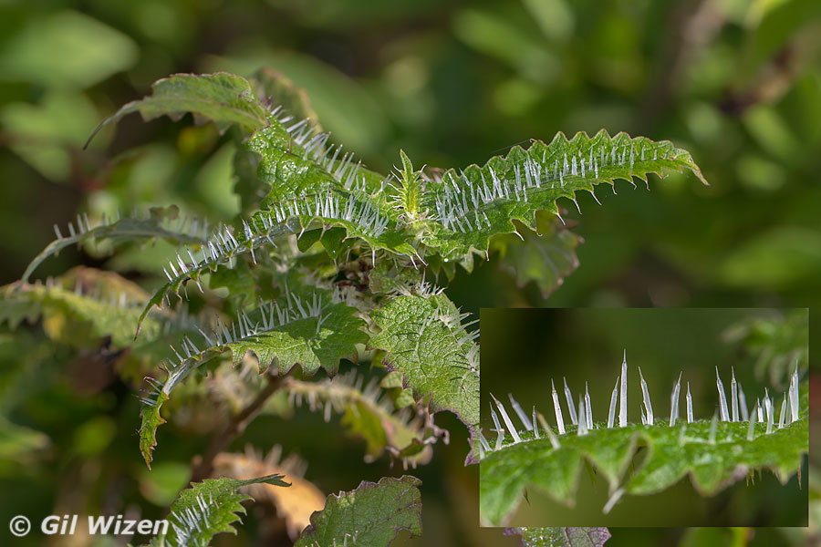 Top 10 Badass Plants And Trees | M bizarre