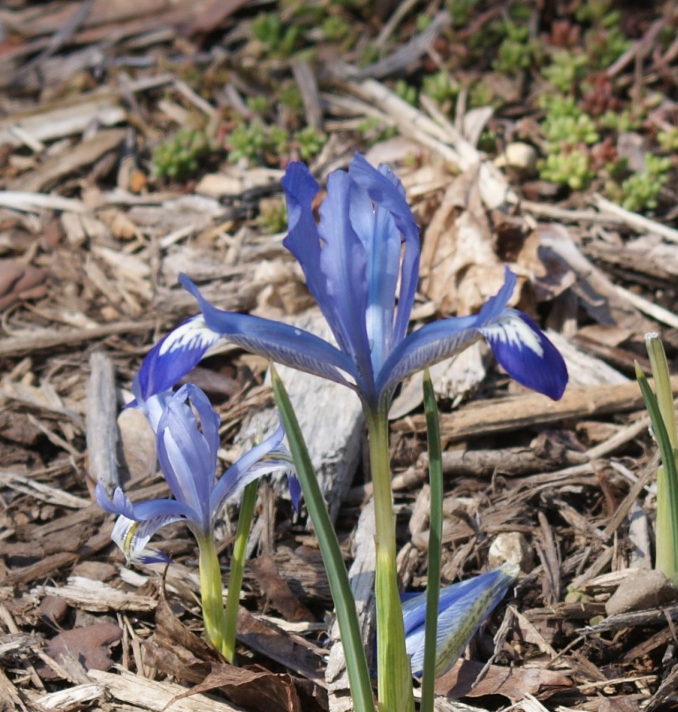 Visit My Garden: Extra Early Spring Bulbs