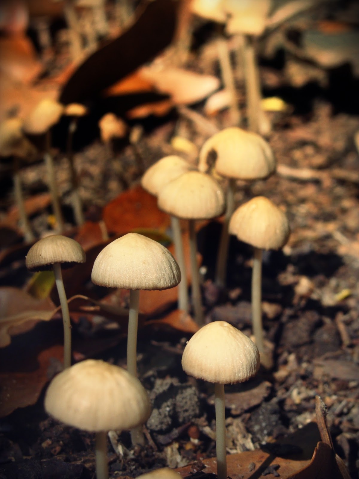 Wordless Wednesday - Mini Mushroom Magic!