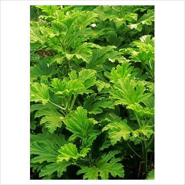 Gardening with the Clouds: morningsun herb farm, vacaville